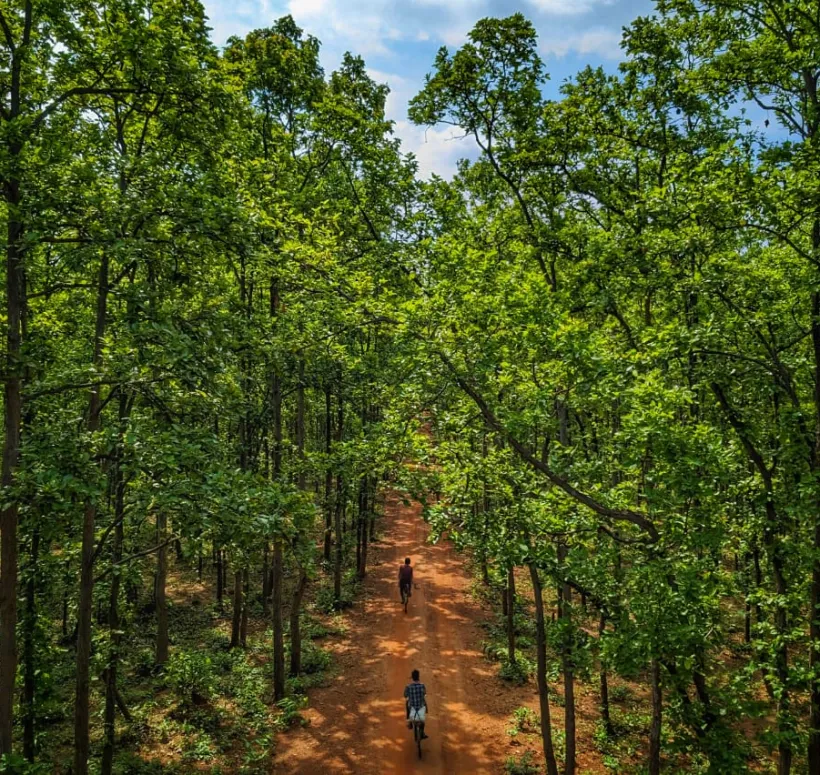 Joypur Forest Travel Guide: Lush Greenery, Wildlife, and Peaceful Trails
